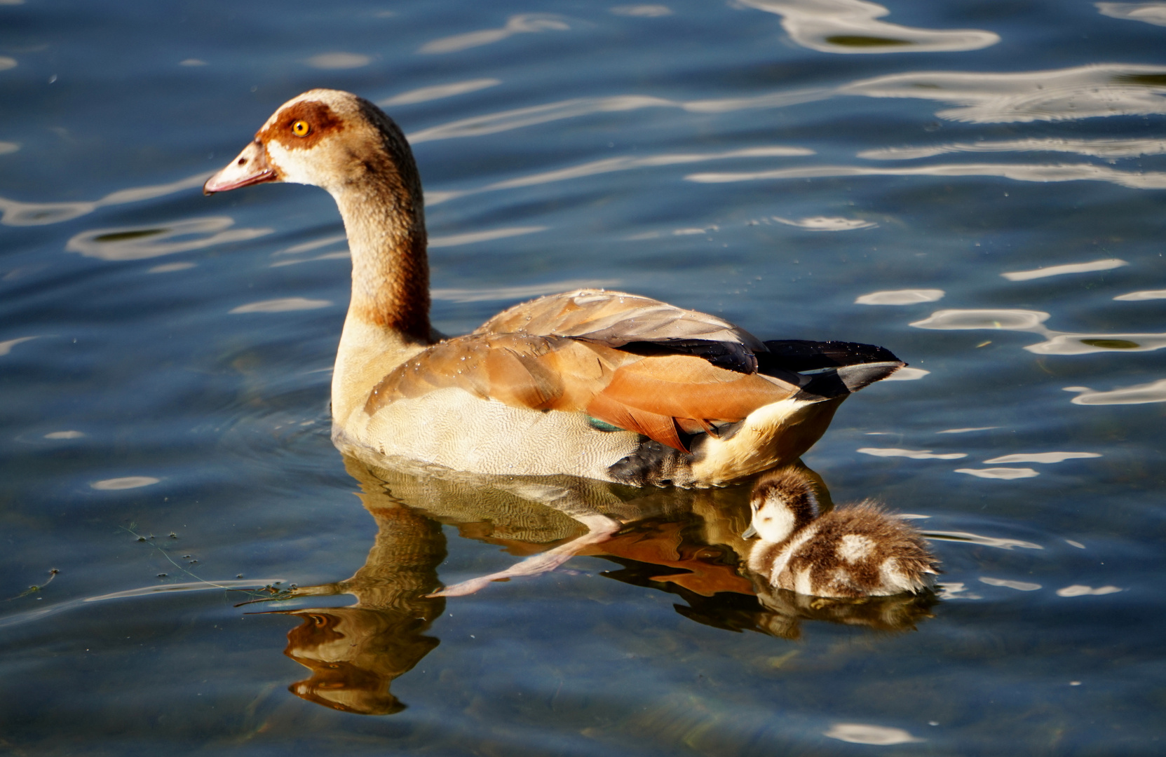 Gans_1 Foto & Bild | tiere, wildlife, wild lebende vögel Bilder auf ...
