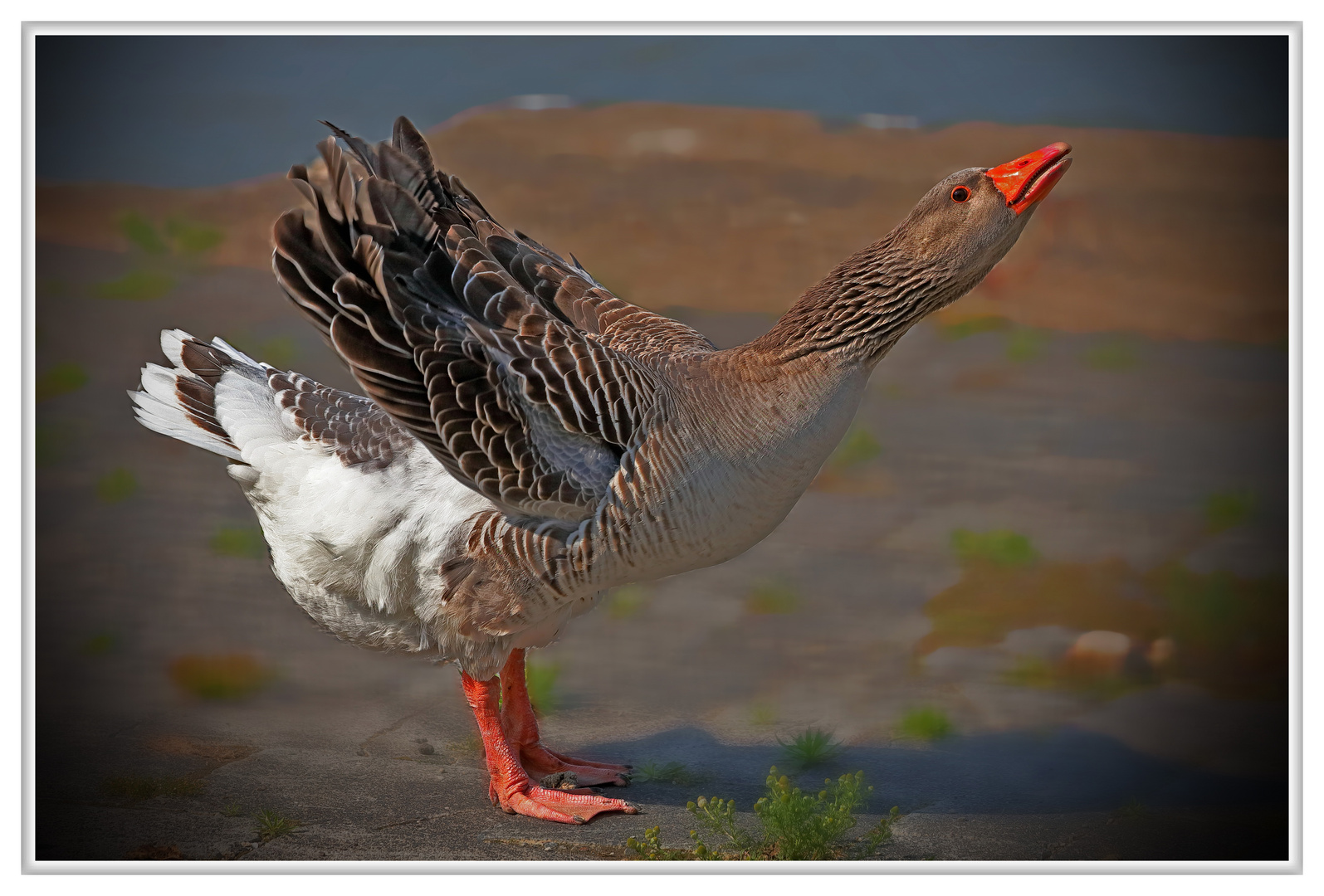 Ganses Portrait Foto & Bild | tiere, haustiere, nutztiere Bilder auf ...