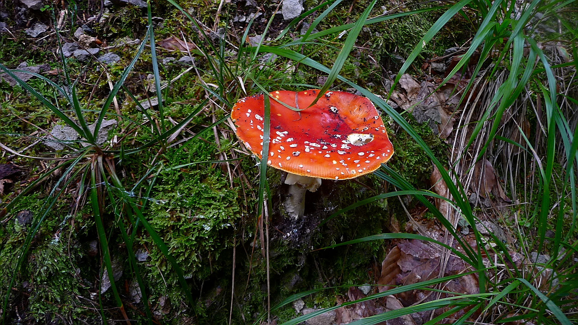 Ganz allein Foto & Bild | pflanzen, pilze & flechten, pilze & flechten ...