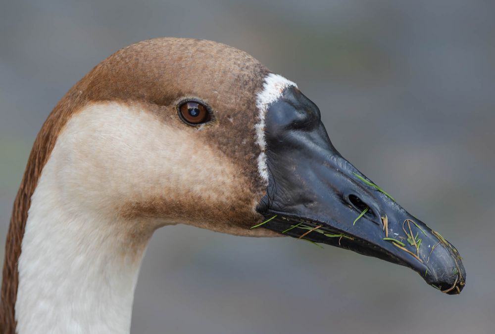 Ganz... Foto & Bild | natur, privat, tiere Bilder auf fotocommunity