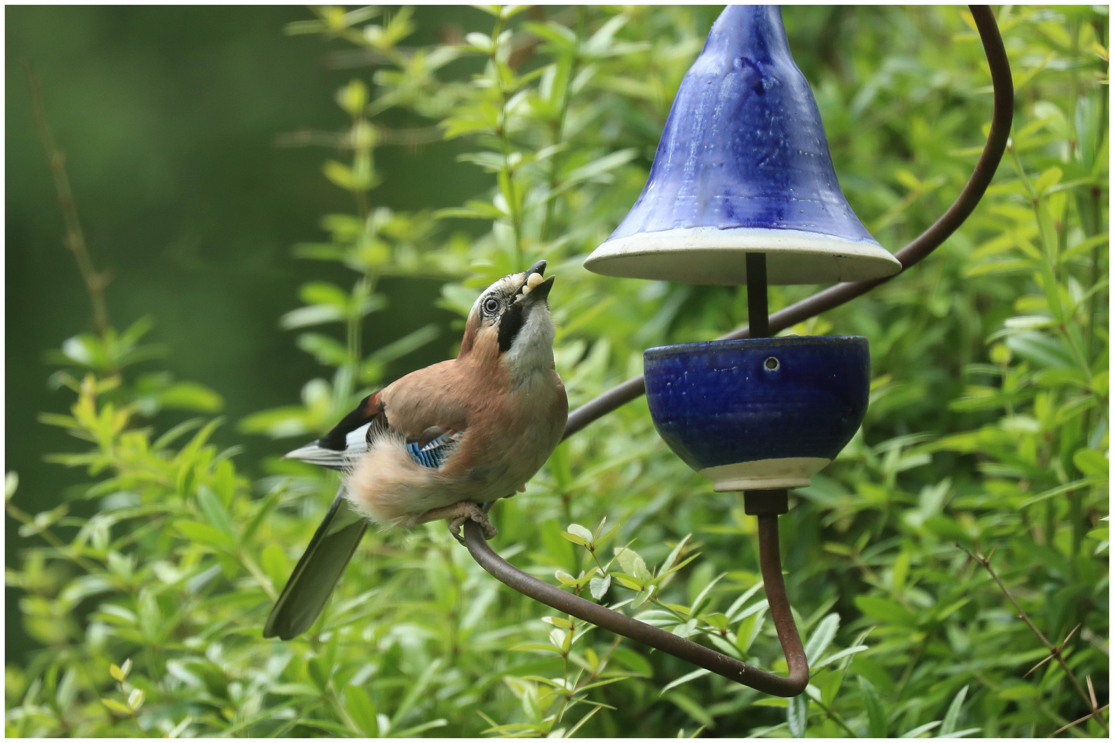 ganz einfach Gierlappen !!! Foto & Bild | eichelhäher, vögel, wildlife ...