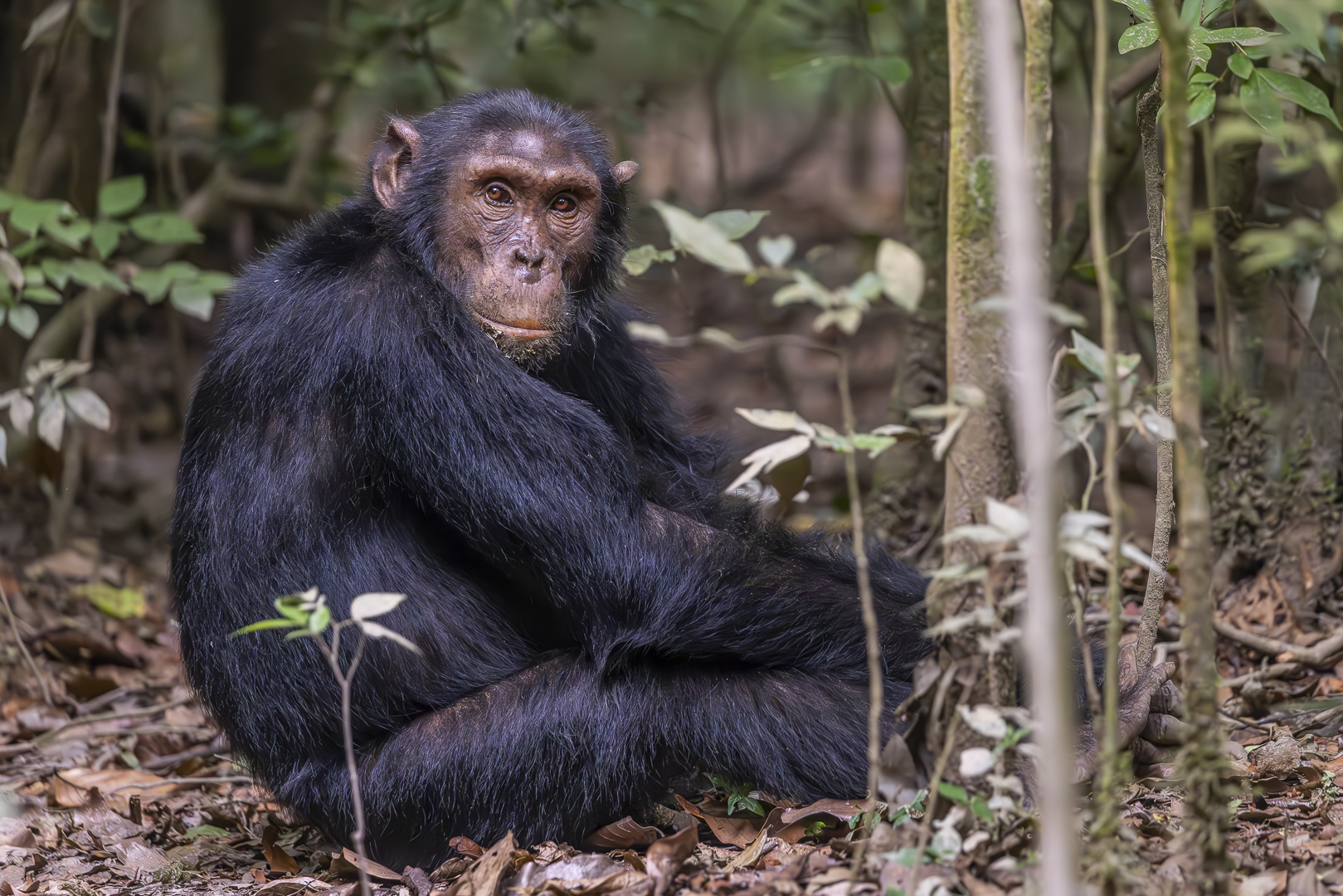 Ganz entspannt.... Foto & Bild | world, natur, affen Bilder auf ...