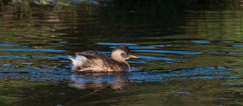 Ganz entspannt Foto & Bild | fotos, natur, tiere Bilder auf fotocommunity