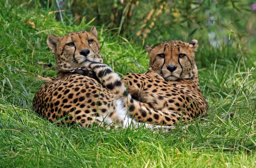 Ganz entspannt... Foto & Bild | tiere, zoo, wildpark & falknerei ...