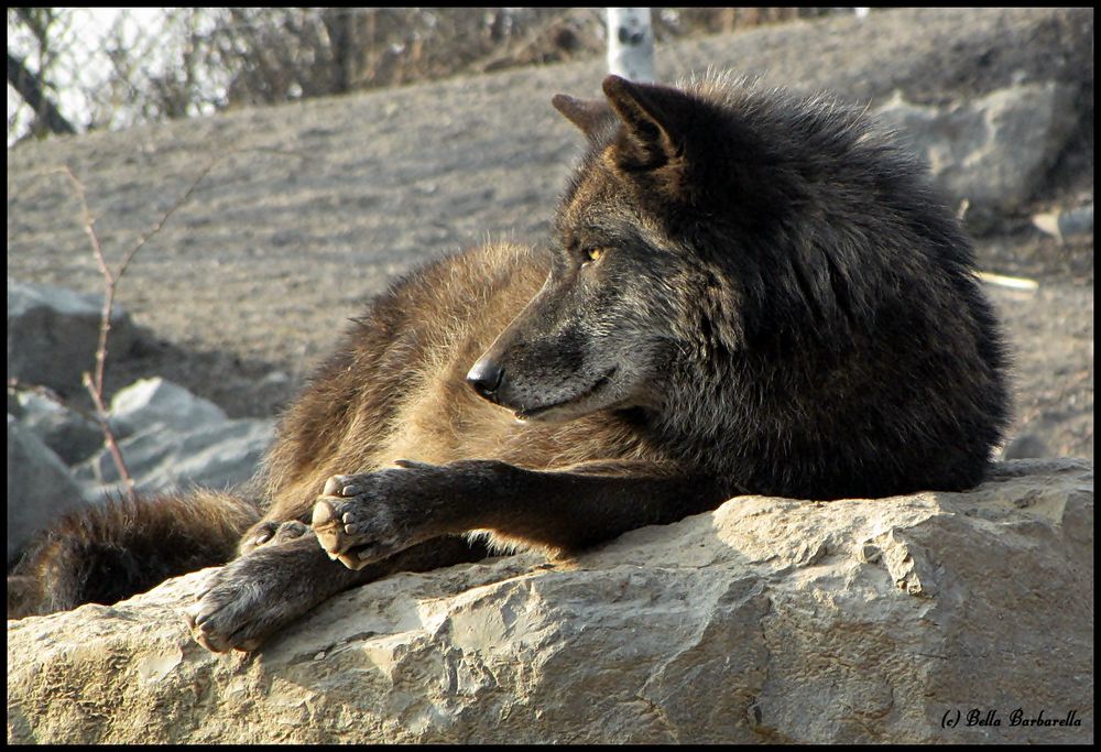 Ganz entspannt ... Foto & Bild | tiere, wolves, natur Bilder auf ...
