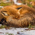 Ganz entspannt... Foto & Bild | natur, tiere, wildlife Bilder auf ...