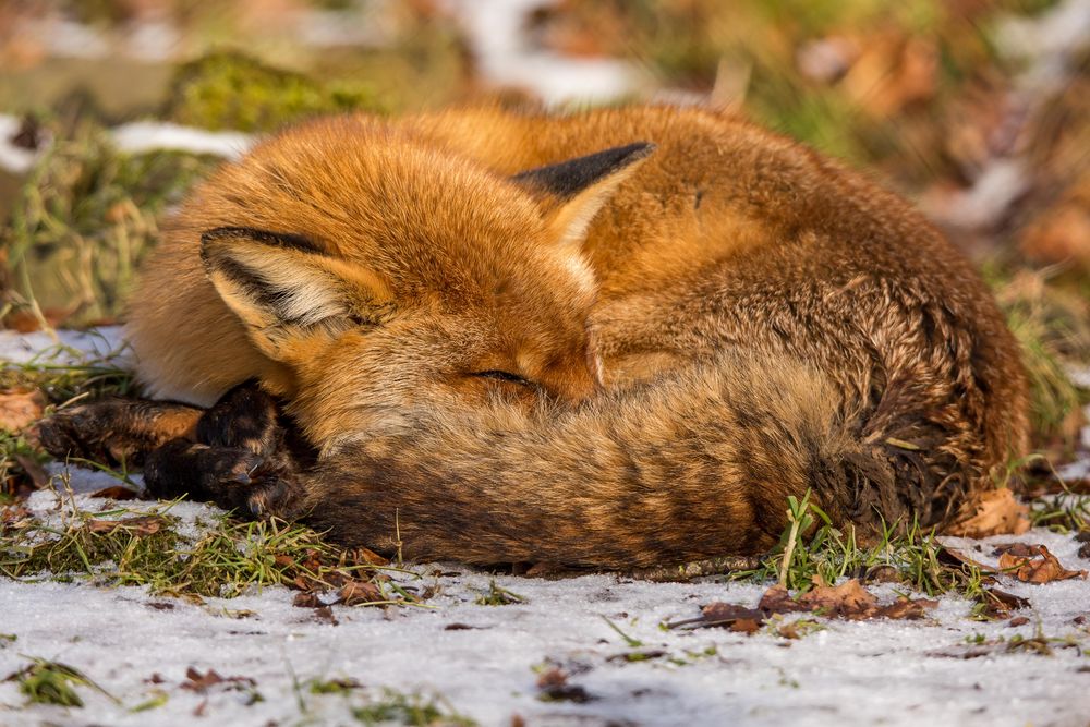 Ganz entspannt... Foto & Bild | natur, tiere, wildlife Bilder auf ...