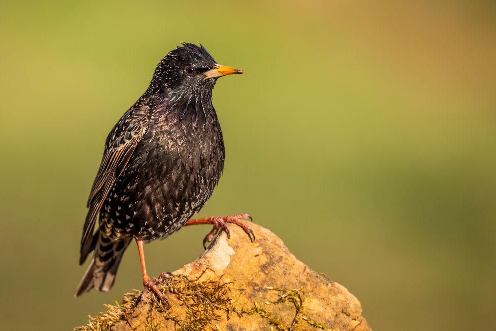 Ganz entspannt.... Foto & Bild | frühling, natur, morgenlicht Bilder ...