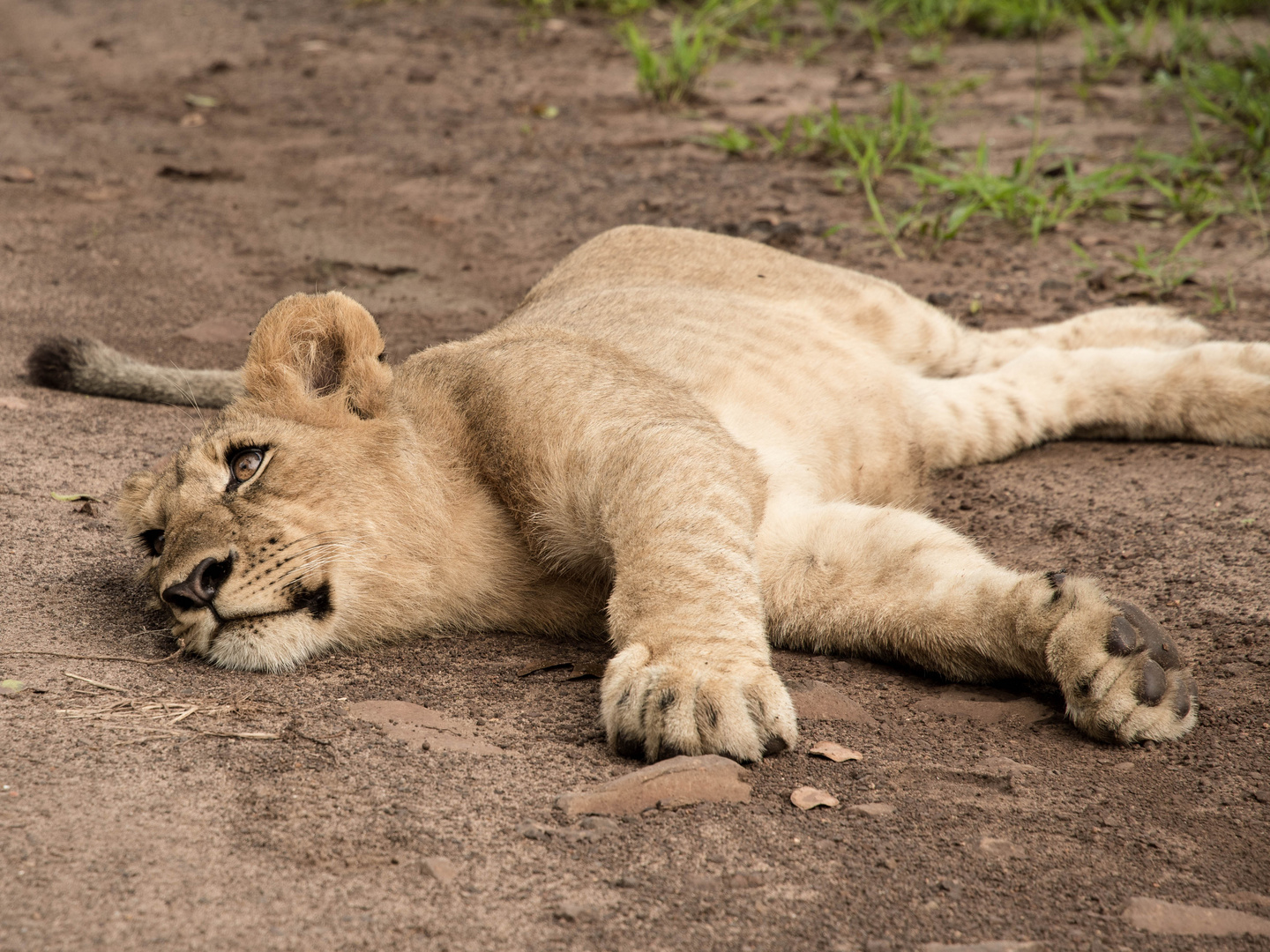 Ganz entspannt ins Wochenende! Foto & Bild | tiere, wildlife ...
