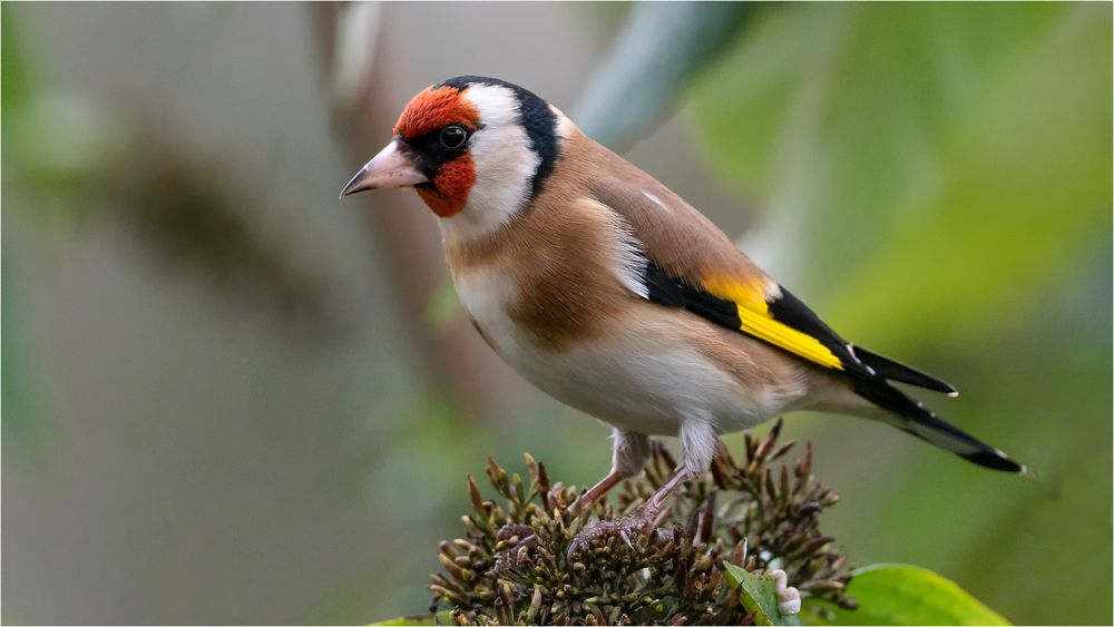 ganz frei positioniert auf der Rispe ..... Foto & Bild | tiere ...