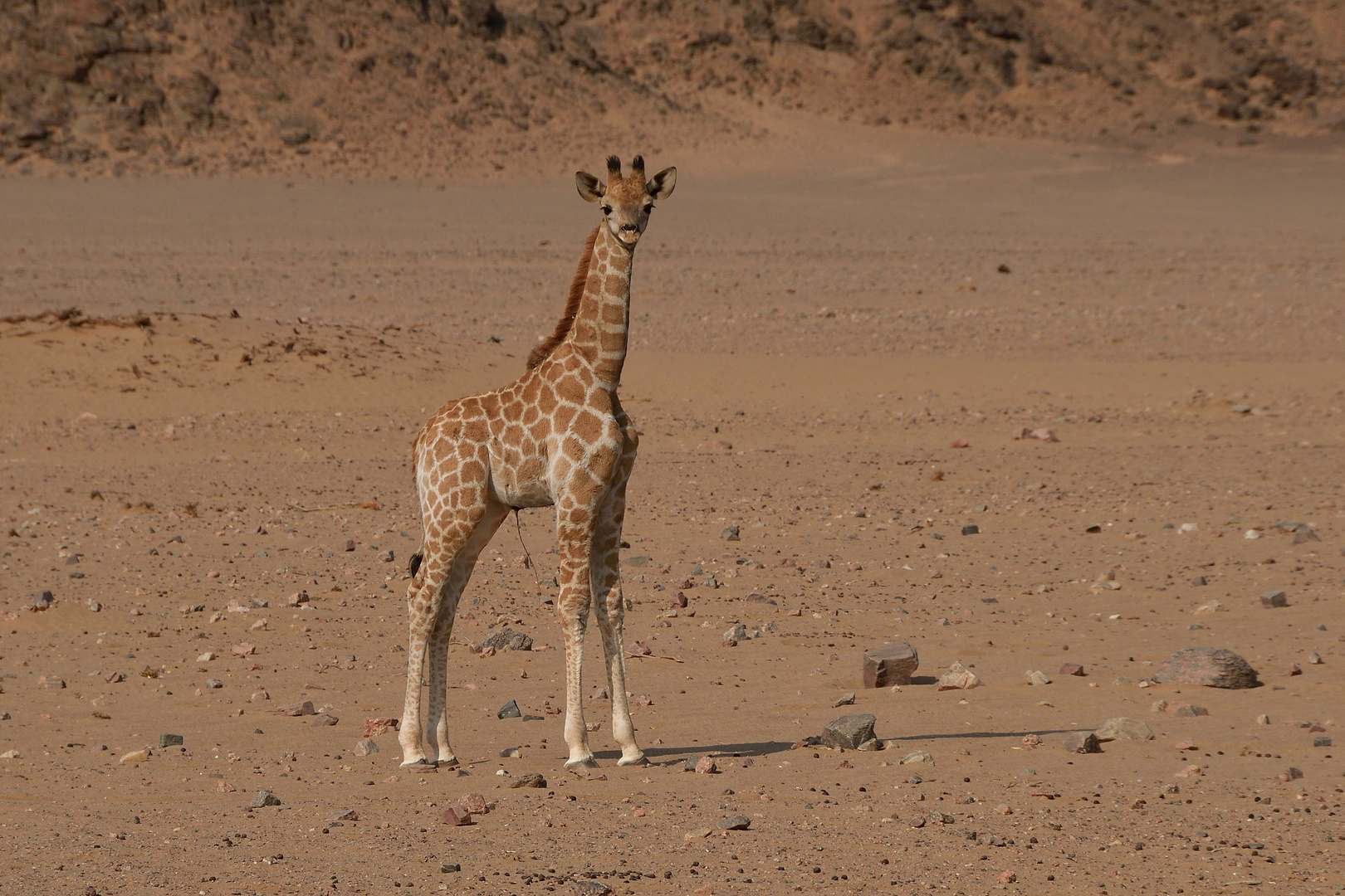 ganz frisch - sogar mit Nabelschnur Foto & Bild | africa, southern ...