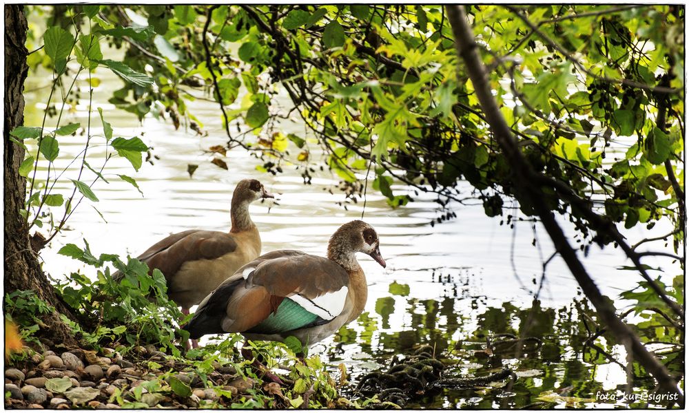 Ganz Gänse-Paar Foto & Bild | natur Bilder auf fotocommunity
