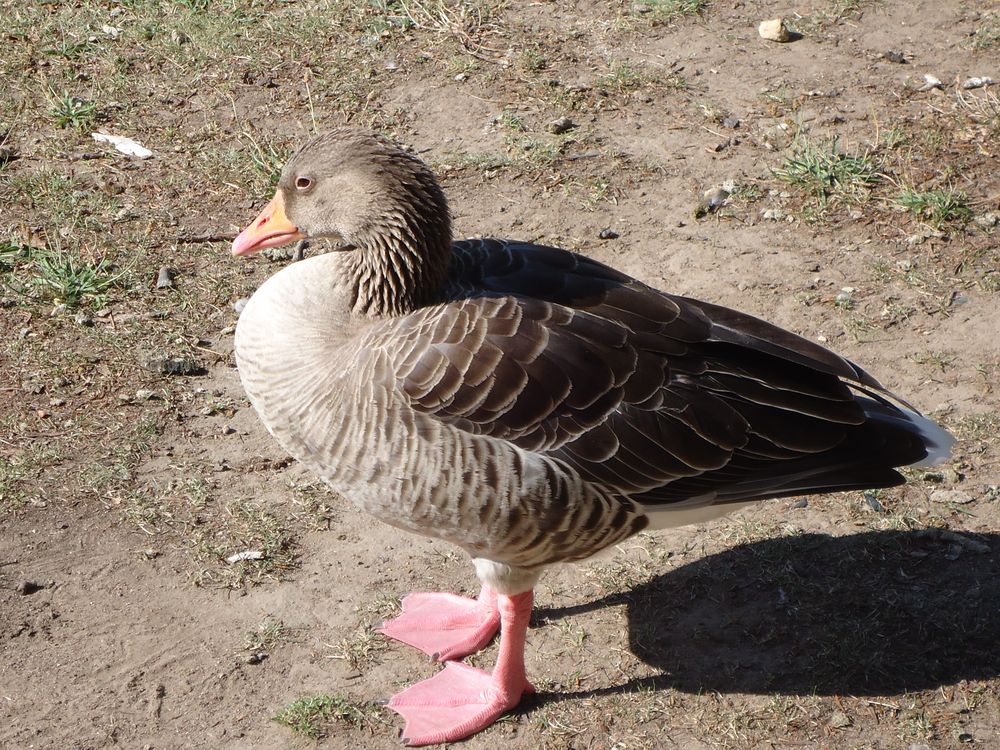 ganz Gans Foto & Bild | tiere, zoo, wildpark & falknerei, vögel Bilder ...