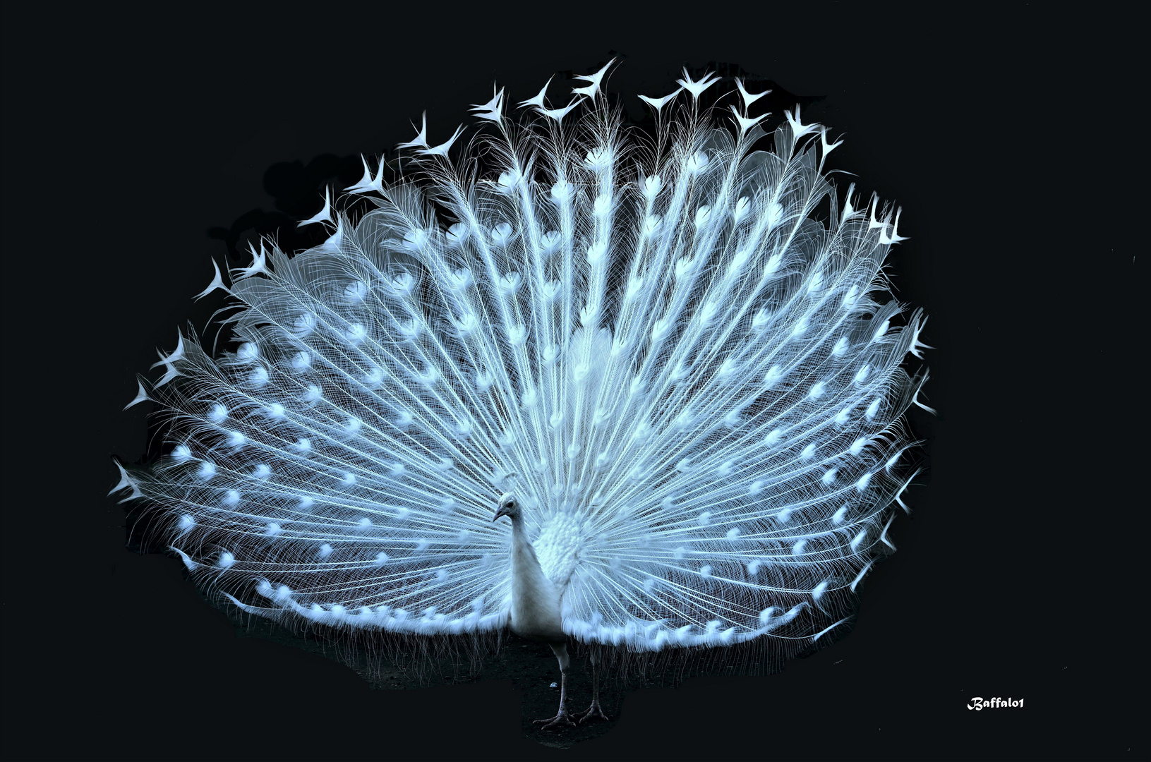 Ganz in weiß Foto & Bild | bearbeitungs - techniken, freigestellte ...