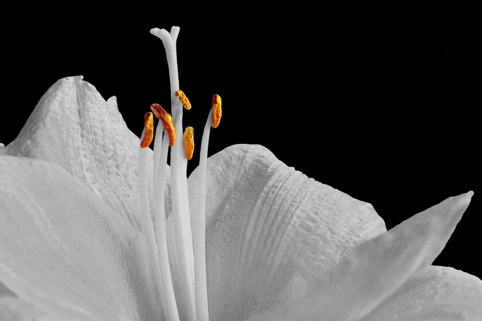 Ganz in weiß mit .... Foto & Bild | fotos, art, spezial Bilder auf ...