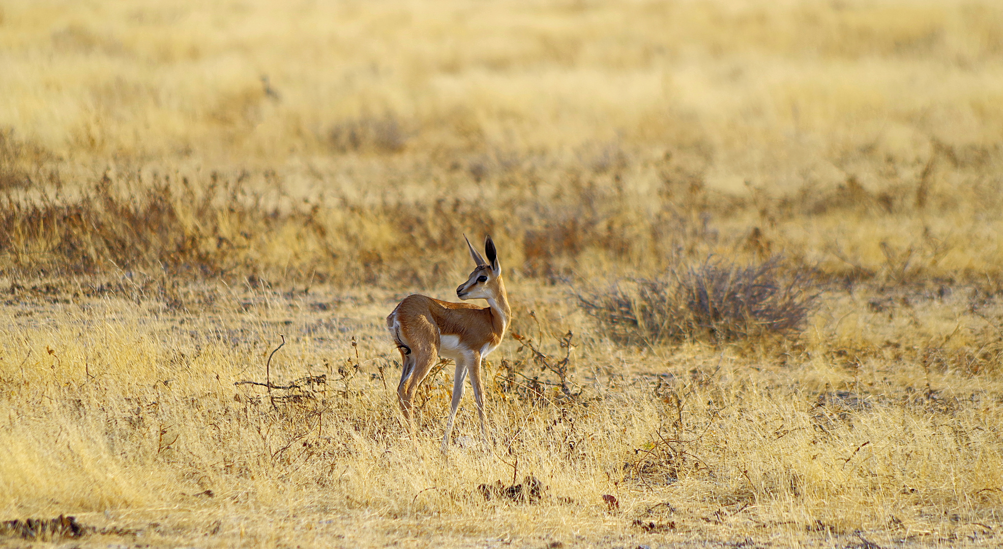 ganz junger Springbock Foto & Bild | world, natur, namibia Bilder auf ...