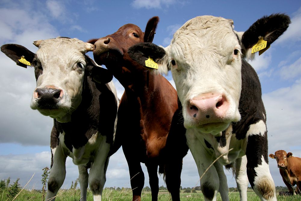 Ganz "kuhle" Blicke Foto & Bild | natur, kuh, tier Bilder auf fotocommunity