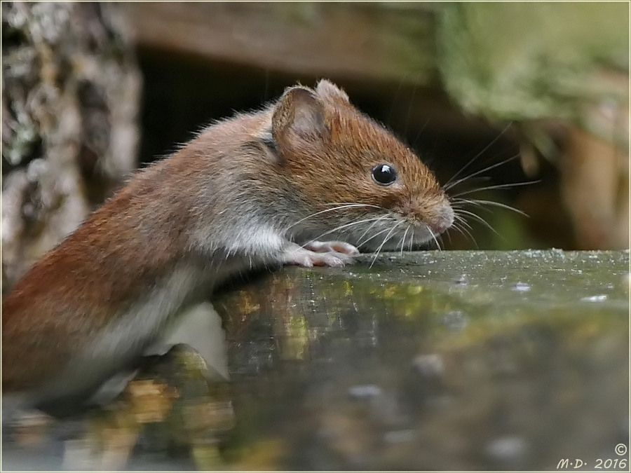 Ganz lang machte sich die Mausi... Foto & Bild | mäuse, natur, tiere ...
