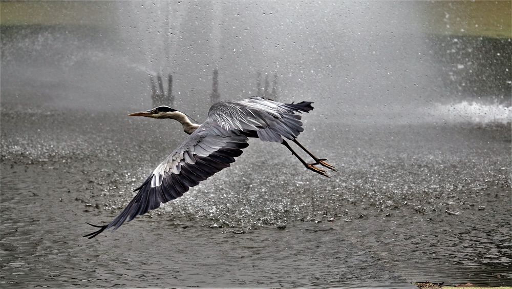Ganz langsam.... Foto & Bild | tiere, wildlife, wild lebende vögel ...