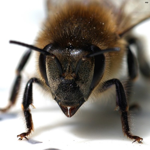 Ganz nah! Foto & Bild | nah- & makro, techniken, aufnahme-techniken ...