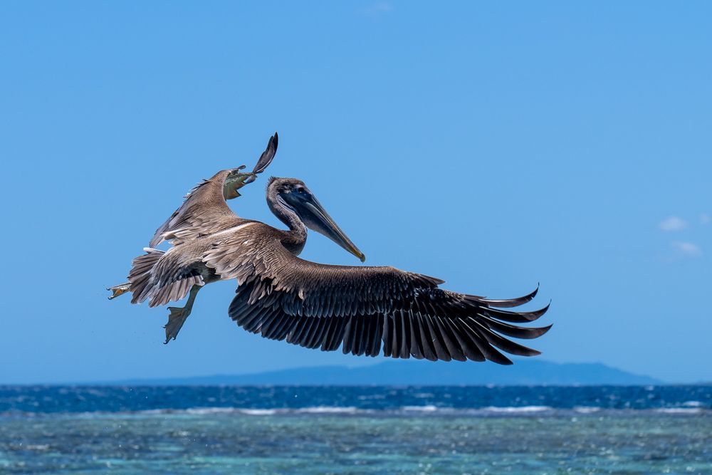 Ganz nah Foto & Bild | tiere, wildlife, wild lebende vögel Bilder auf ...