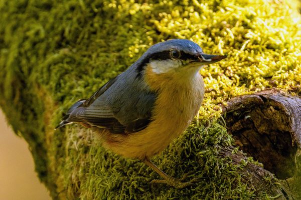Naturparks im Ösling Bilder & Fotos