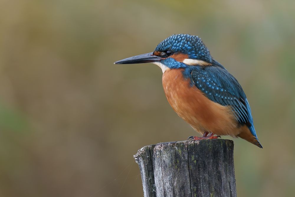 Ganz nah Foto & Bild | tiere, wildlife, wild lebende vögel Bilder auf ...