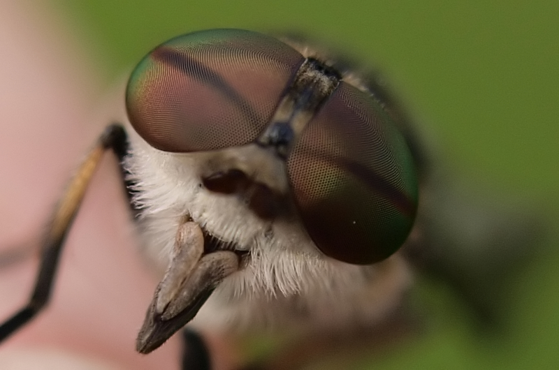 Ganz nah Foto & Bild | was guckst du ?, natur Bilder auf fotocommunity