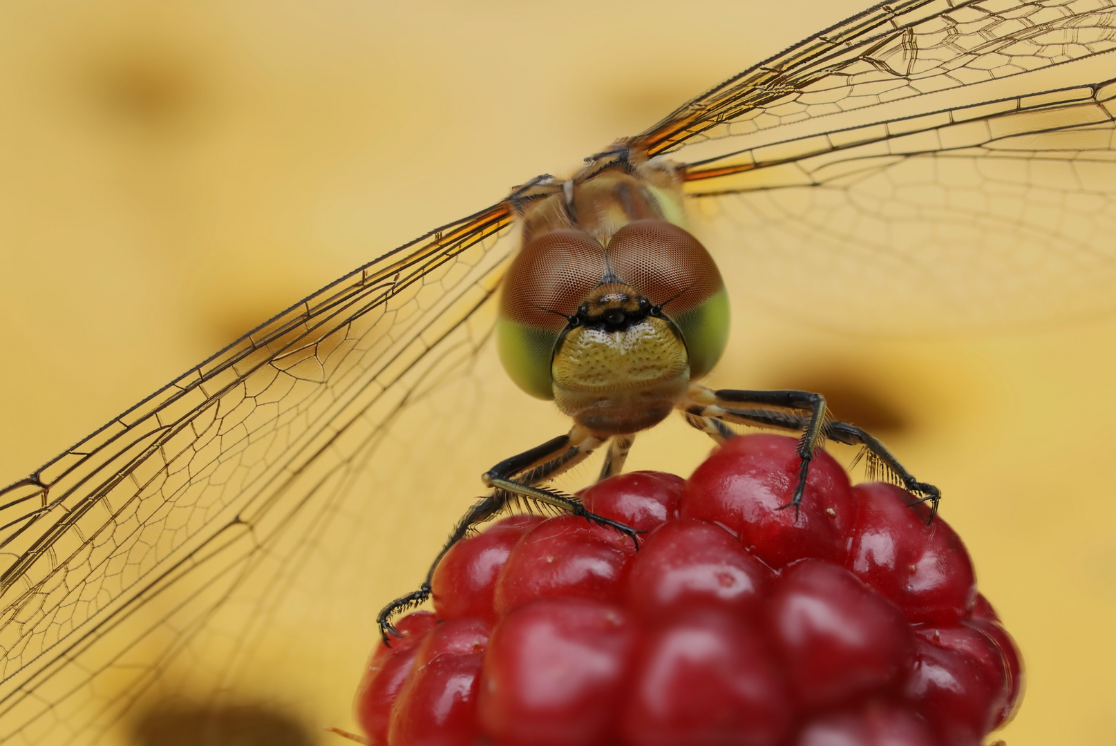 Ganz nah... Foto & Bild | outdoor, makro, natur Bilder auf fotocommunity