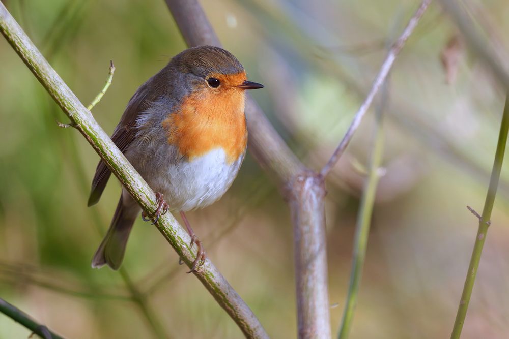 Ganz nah Foto & Bild | tiere, wildlife, wild lebende vögel Bilder auf ...