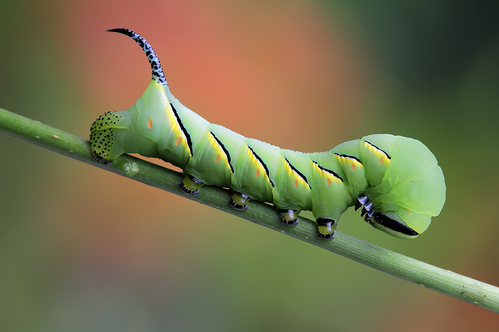 ganz neu.. Foto & Bild | makro, natur, tiere Bilder auf fotocommunity