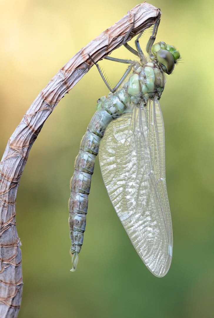 ganz neu Foto & Bild | tiere, wildlife, libellen Bilder auf fotocommunity