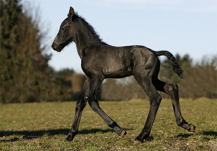 Ganz neu Foto & Bild | tiere, tierkinder, friesen Bilder auf fotocommunity