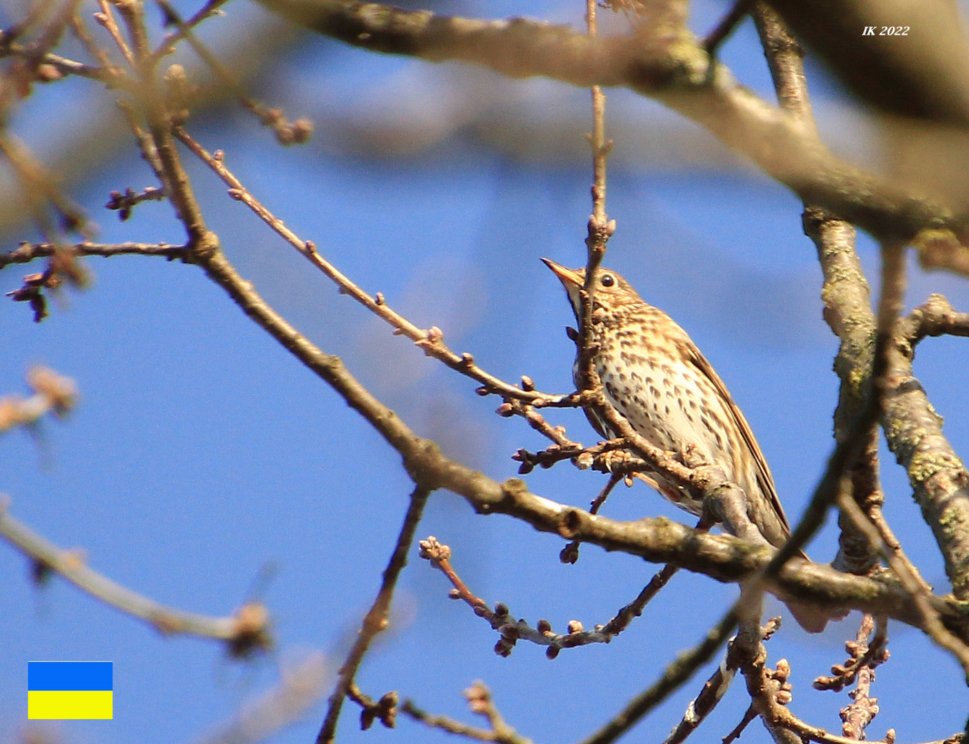Ganz oben..... Foto & Bild | natur, tiere, vögel Bilder auf fotocommunity