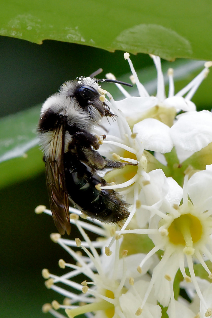 Ganz oben Foto & Bild | makro, natur, insekten Bilder auf fotocommunity