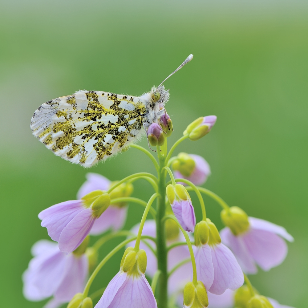 *ganz oben...* Foto & Bild | natur-makros, natur-kreativ ...
