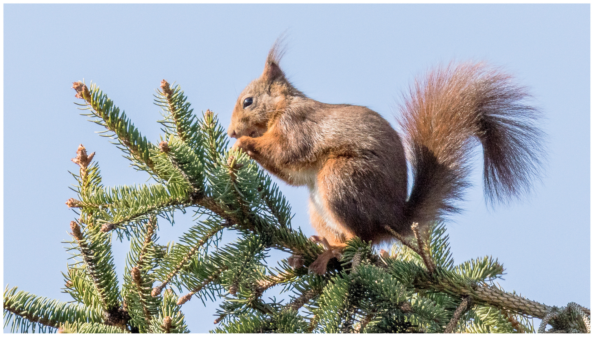 Ganz Oben Foto & Bild | tiere, wildlife, säugetiere Bilder auf ...