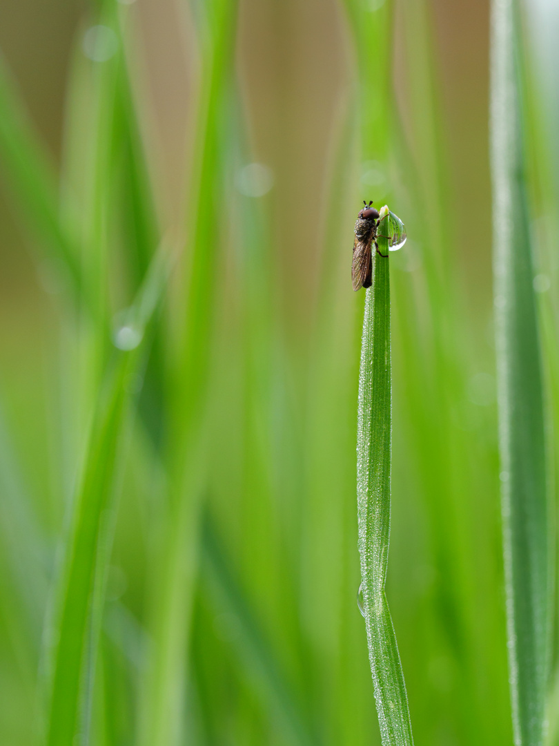 Ganz oben... Foto & Bild | tiere, wildlife, insekten Bilder auf ...