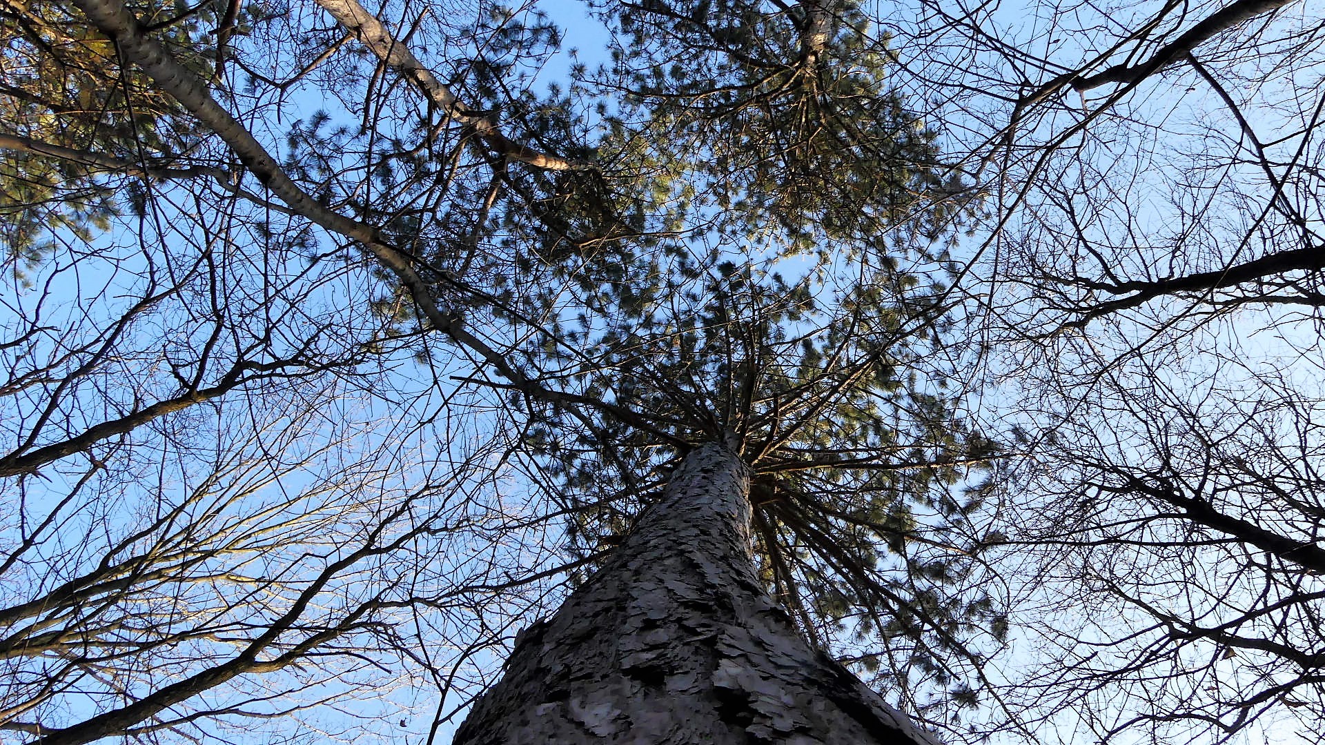 Ganz oben Foto & Bild | pflanzen, pilze & flechten, bäume, nadelbäume ...