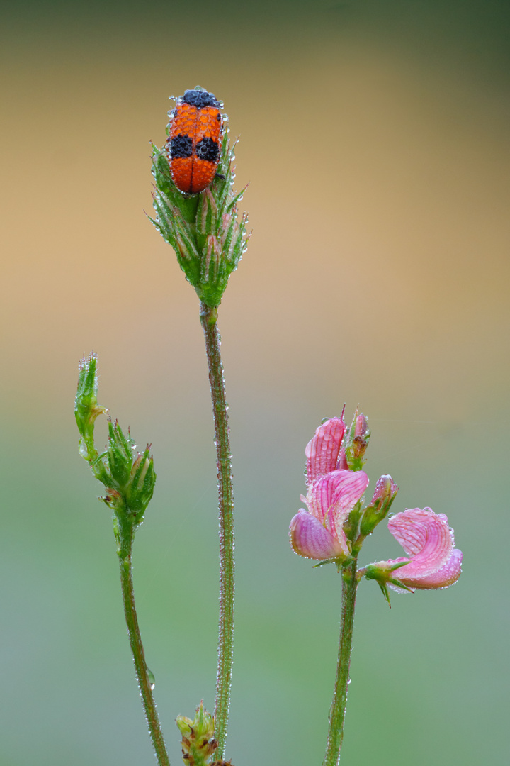 Ganz oben... Foto & Bild | tiere, wildlife, insekten Bilder auf ...