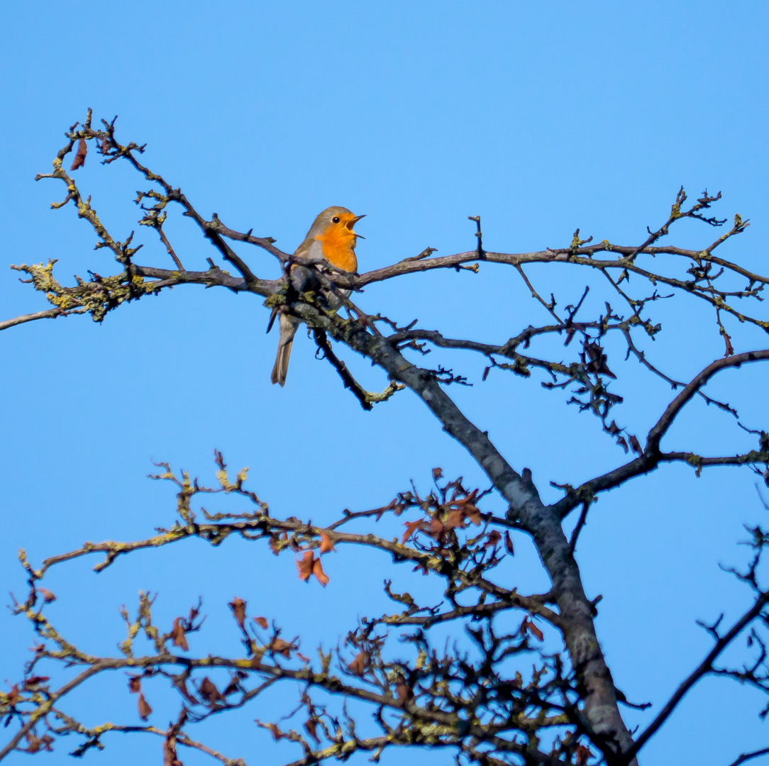 Ganz oben ... Foto & Bild | himmel, natur, herbst Bilder auf fotocommunity