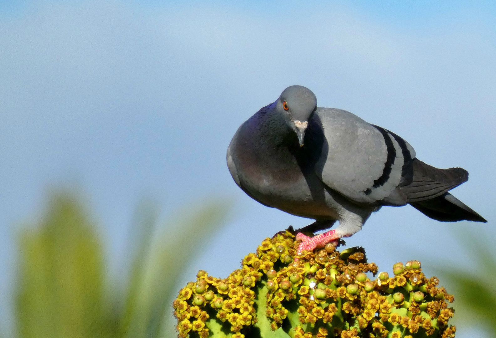 Ganz oben Foto & Bild | tiere, wildlife, wild lebende vögel Bilder auf ...