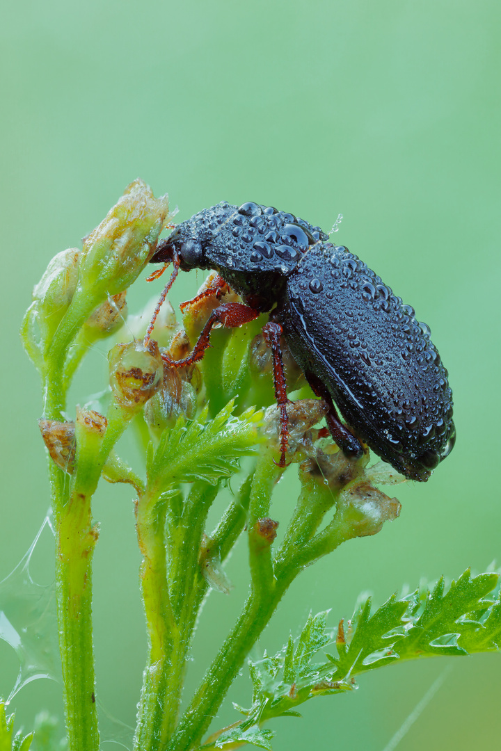 Ganz oben... Foto & Bild | tiere, wildlife, insekten Bilder auf ...