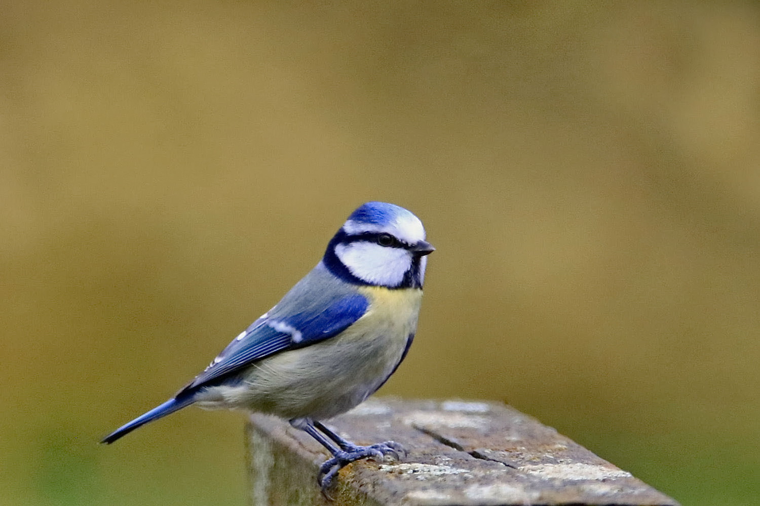 ganz oben Foto & Bild | vögel, fotos, nature Bilder auf fotocommunity