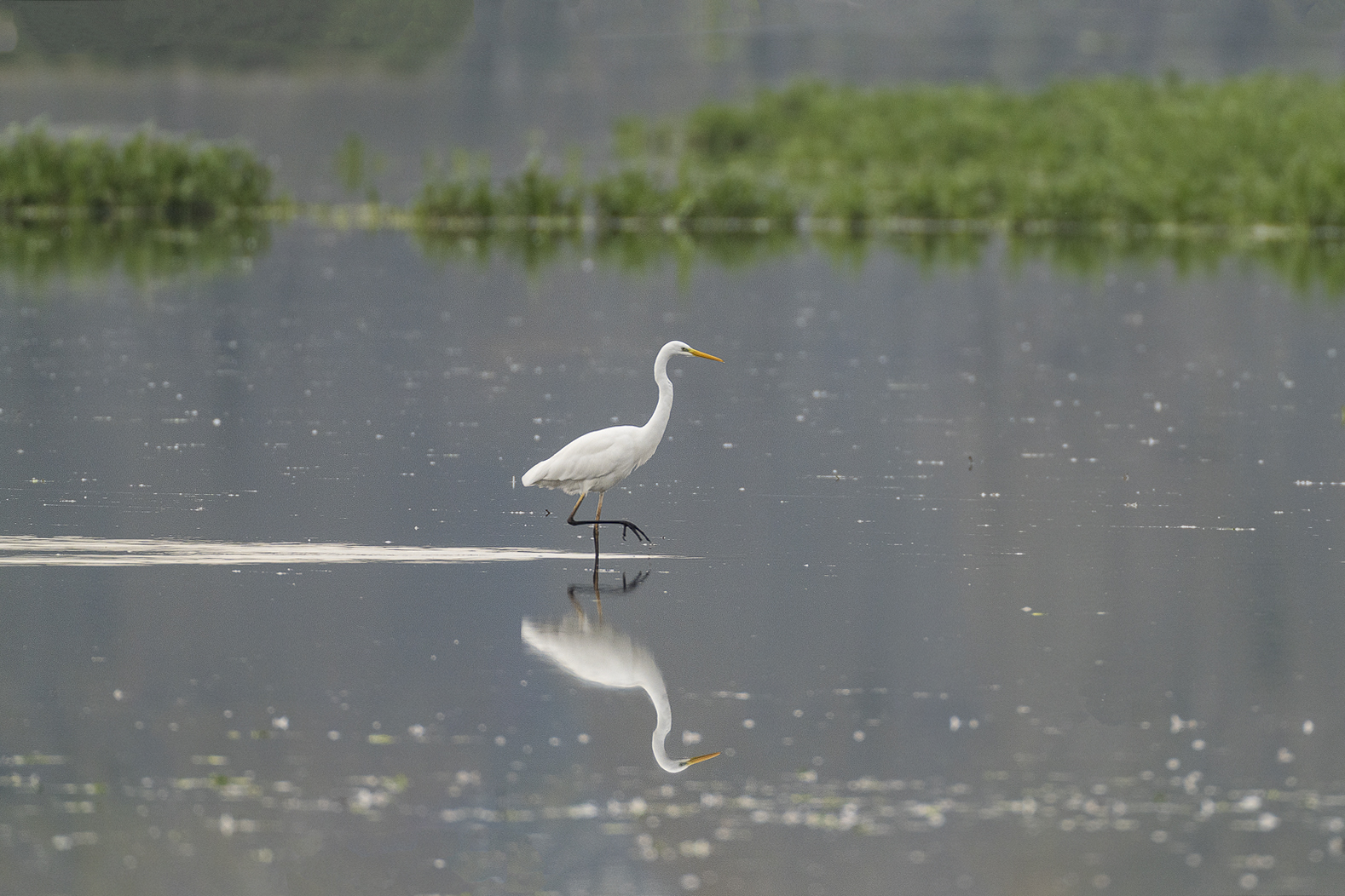 Ganz ruhig.. Foto & Bild | tiere, wildlife, wild lebende vögel Bilder ...