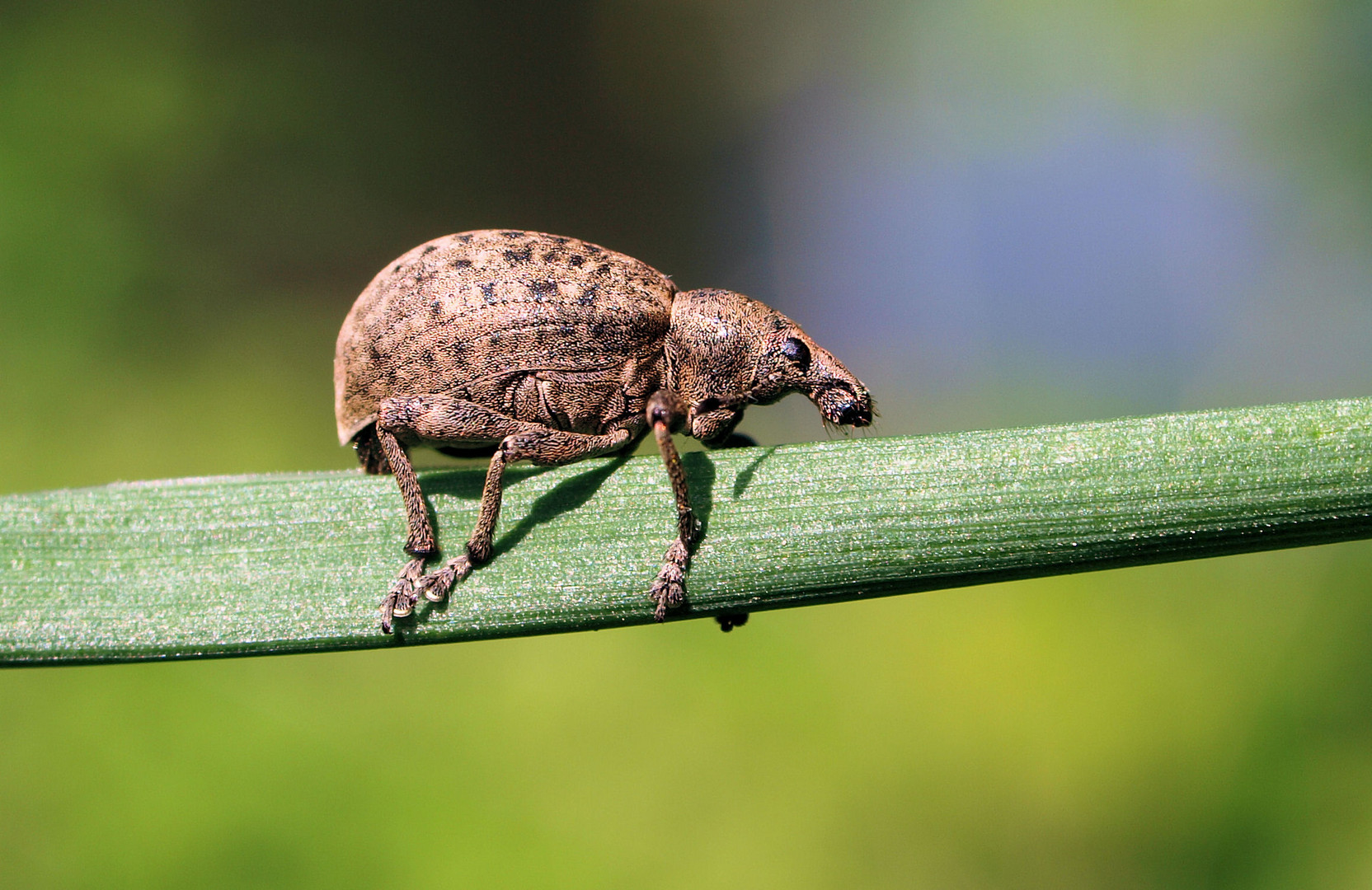 Ganz ruhig Junge du schaffst das ..... verdammte Höhenangst... Foto ...