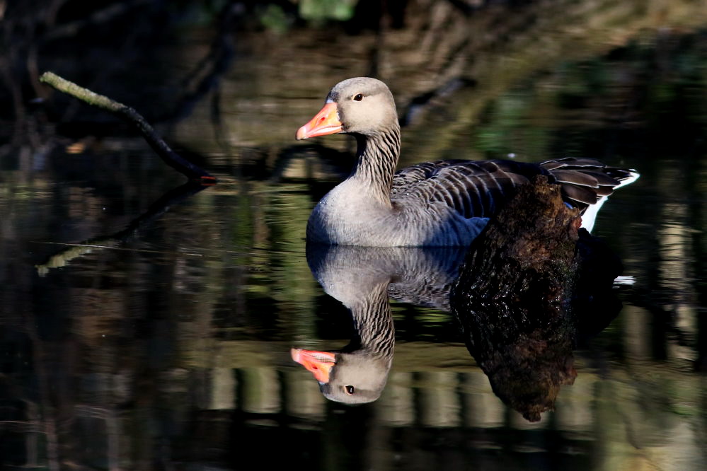 ganz ruhig war sie... Foto & Bild | vögel, fotos, wasser Bilder auf ...
