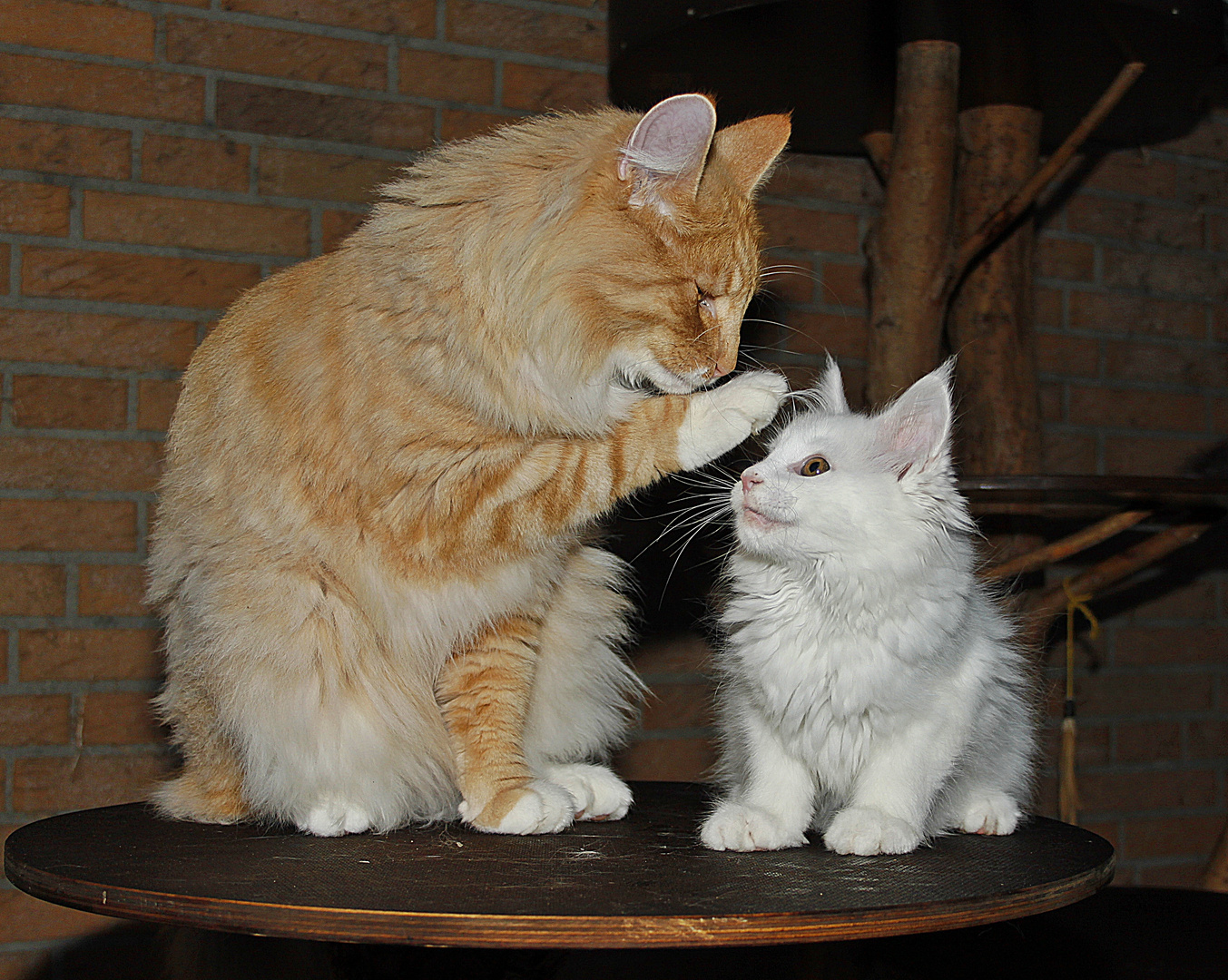 Ganz ruhig Weißer :-))) Foto & Bild | tiere, haustiere, katzen Bilder ...