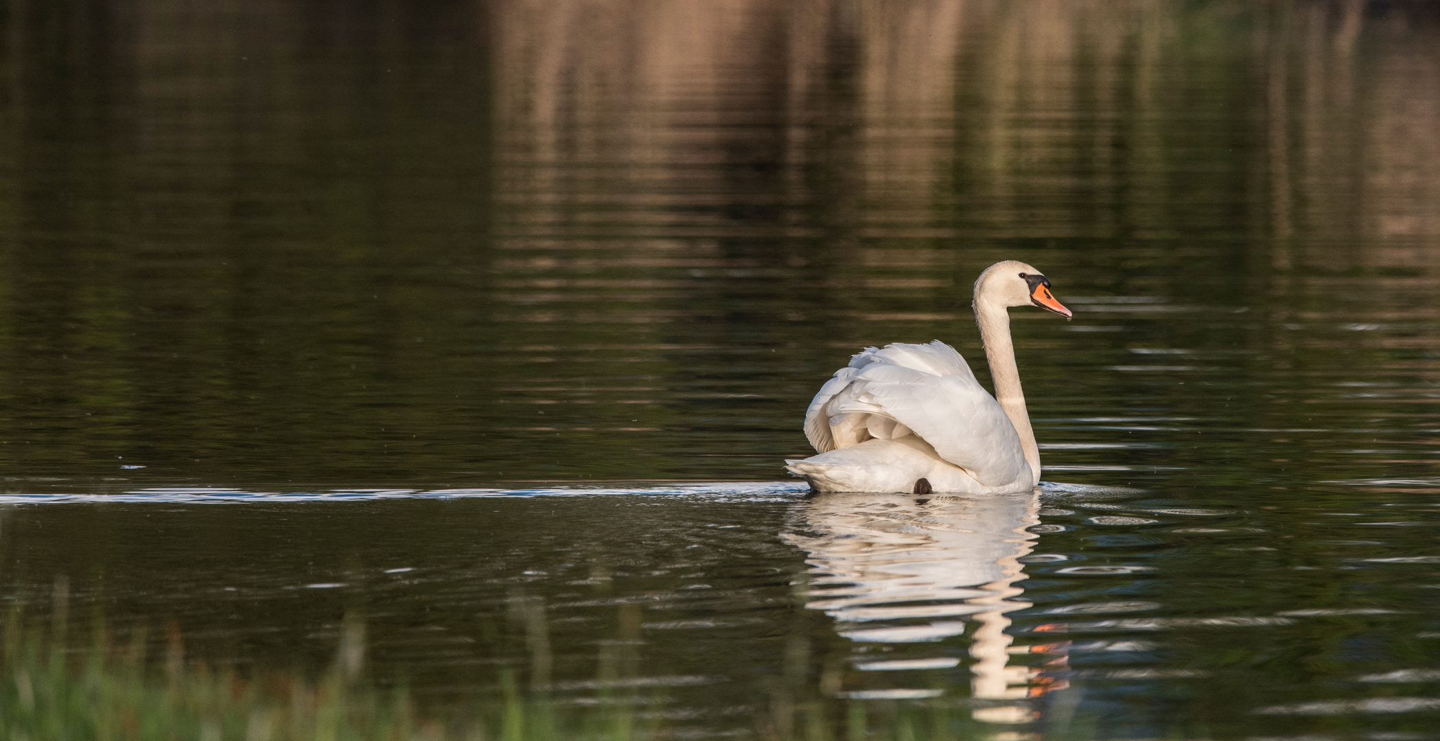 Ganz ruhig zog er seine Bahn Foto & Bild | fotos, natur, tiere Bilder ...