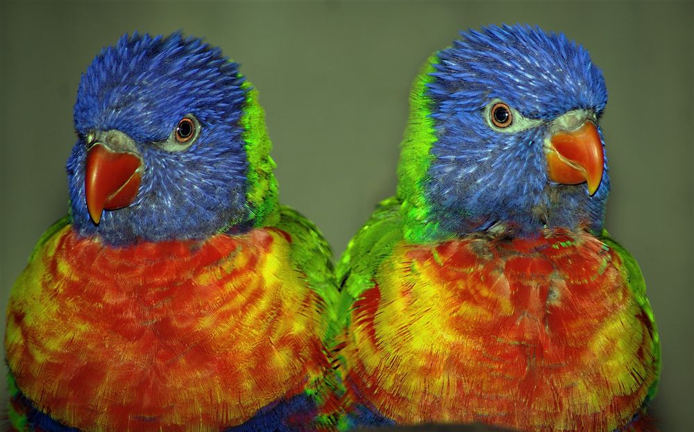 Ganz schön bunt..... Foto & Bild | deutschland, europe, nordrhein ...